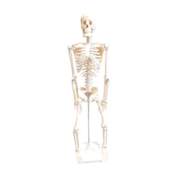 Bright START Desktop Skeleton | Biology Resources & Supplies | YPO